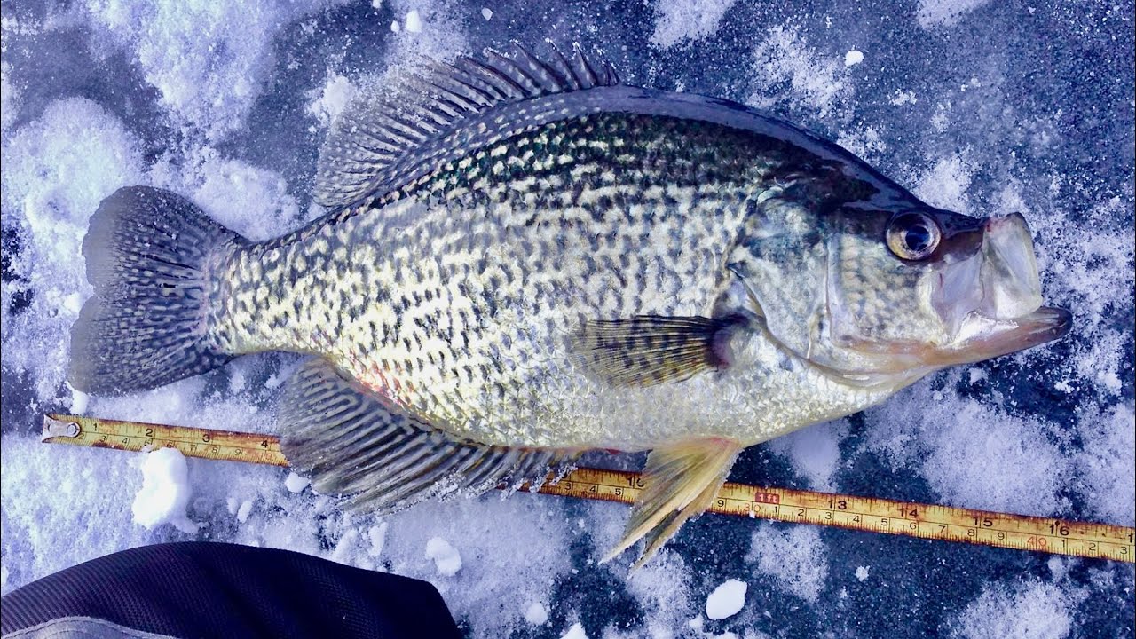 GIANT Crappie! My BIGGEST EVER Ice Fishing! - YouTube
