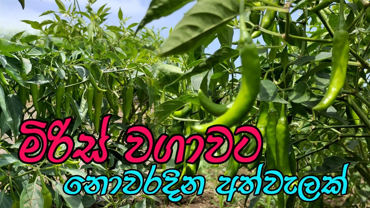 miris wagawa sinhala / මිරිස් වගාව / how to grow Chili / home gardening ...