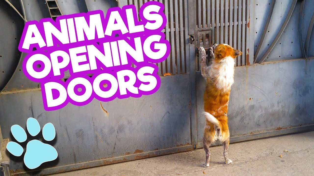 Try Not To Laugh At Dogs And Cats Opening Doors | Funny Pets ...