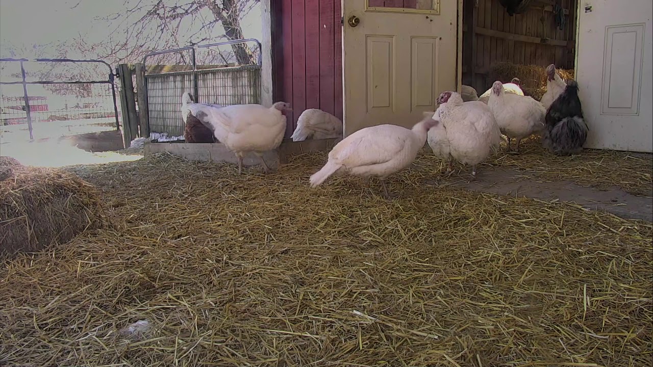 Turkey Barn Cam 03-26-2018 09:56:07 - 10:56:08 - YouTube
