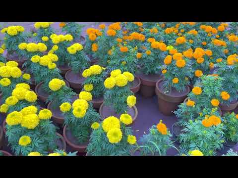 Outstanding Scenery Unique Flowers 4k Free of cost videos