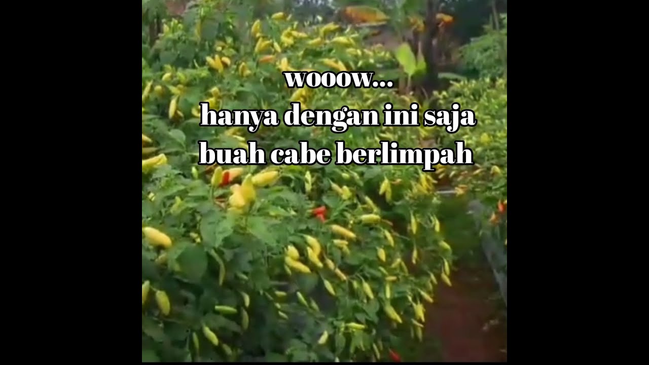 Cara budidaya cabe mudah dan panen berlimpah - YouTube