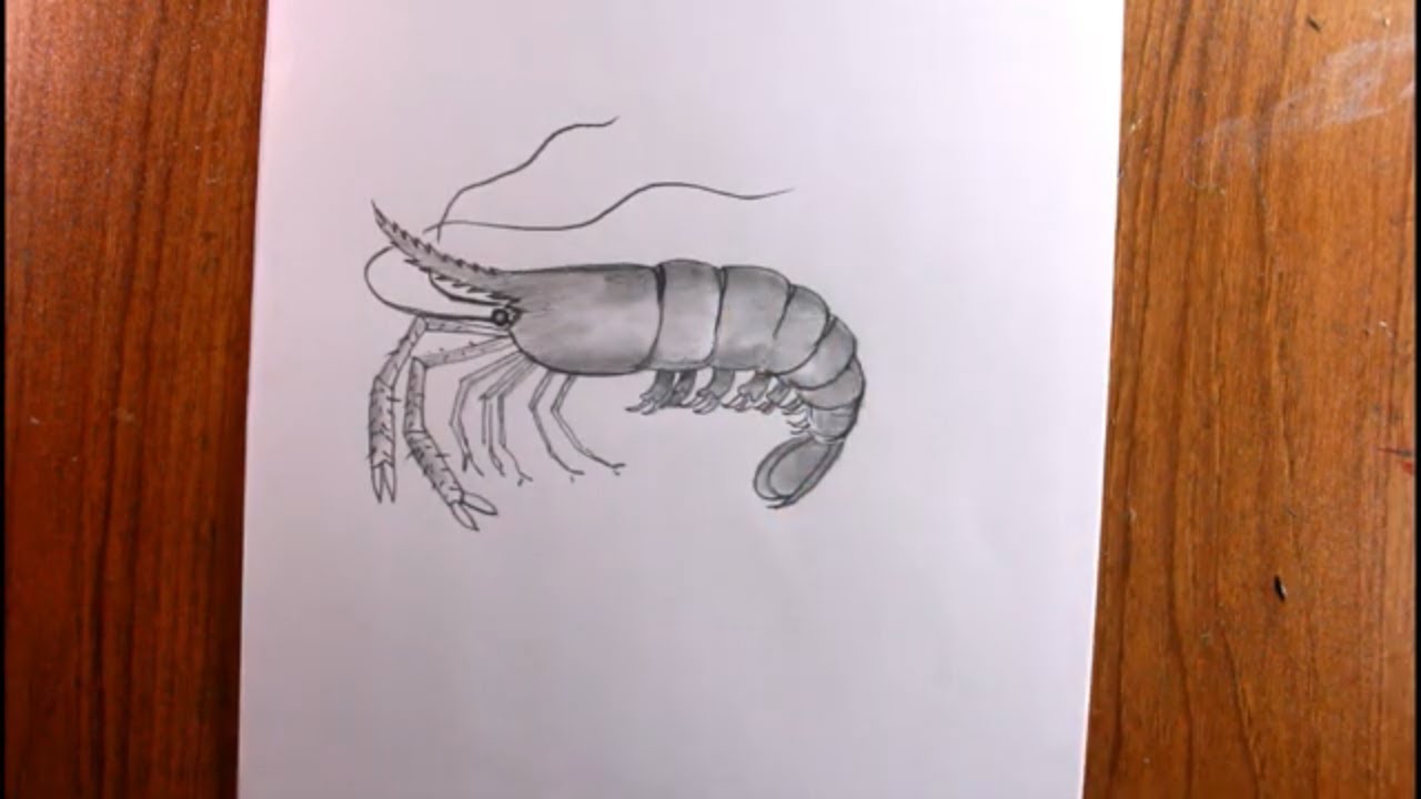 How TO Draw A Shrimp fish easy/Prawn fish Drawing - YouTube