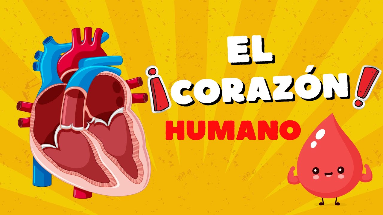 EL CORAZON HUMANO | videos EDUCATIVOS PARA NIÑOS - YouTube