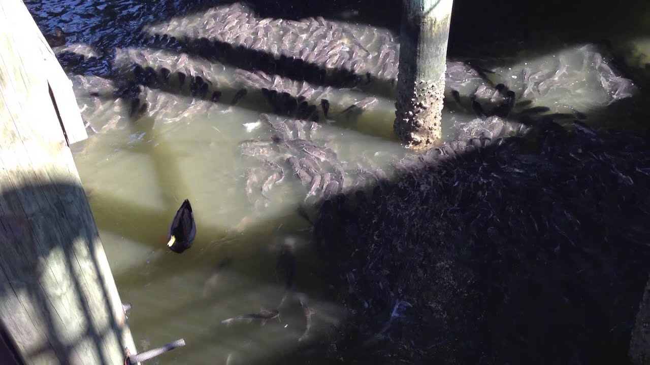 Kemah Boardwalk Fish - YouTube