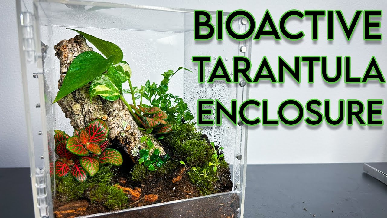 BIOACTIVE TERRARIUM BUILD for my TARANTULA | Caribena versicolor - YouTube