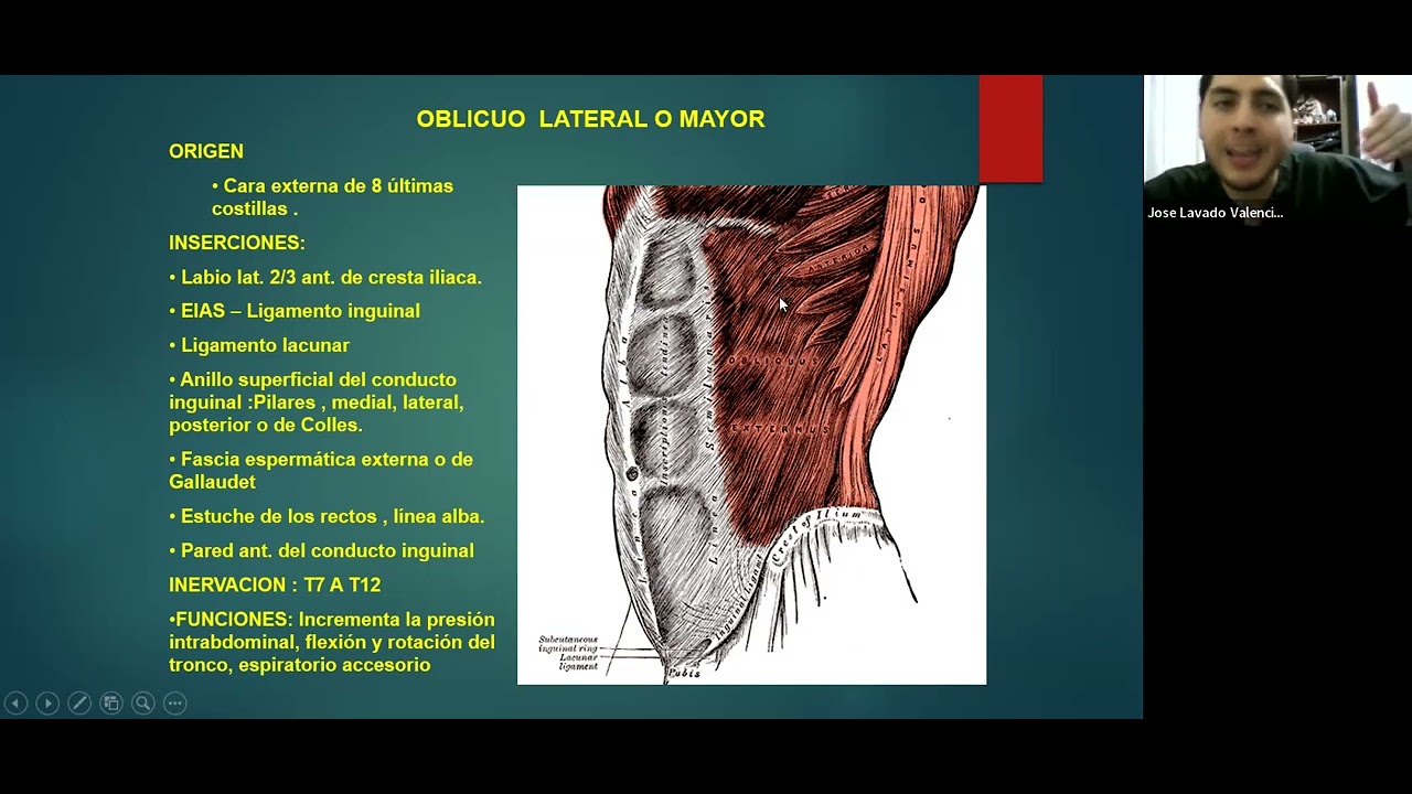 Anatomia de la región inguinocrural- MR1 DR. JOSE LAVADO - YouTube
