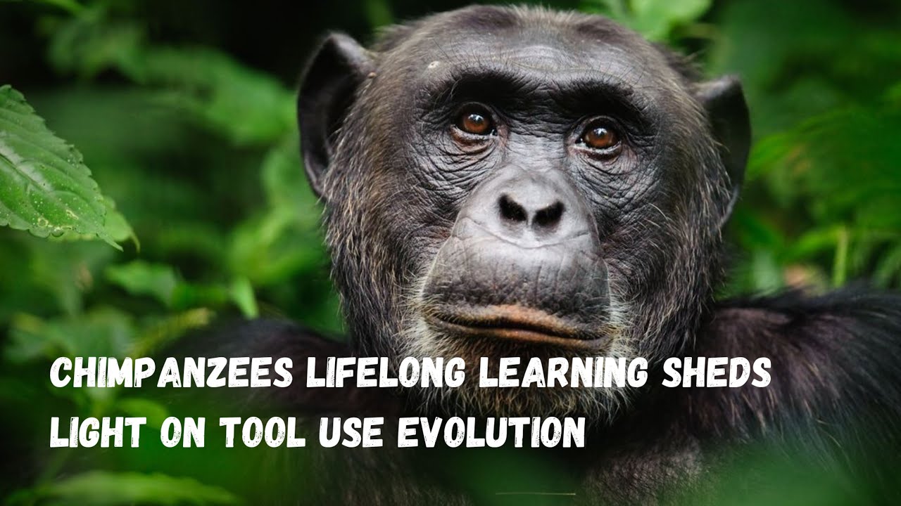 Evolving Intelligence! How Chimpanzees Master Tools Well Into Adulthood ...