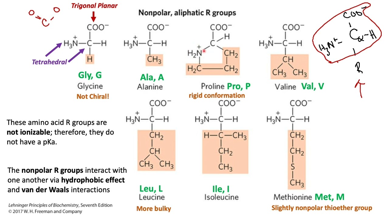 Aspartic Acid R Group