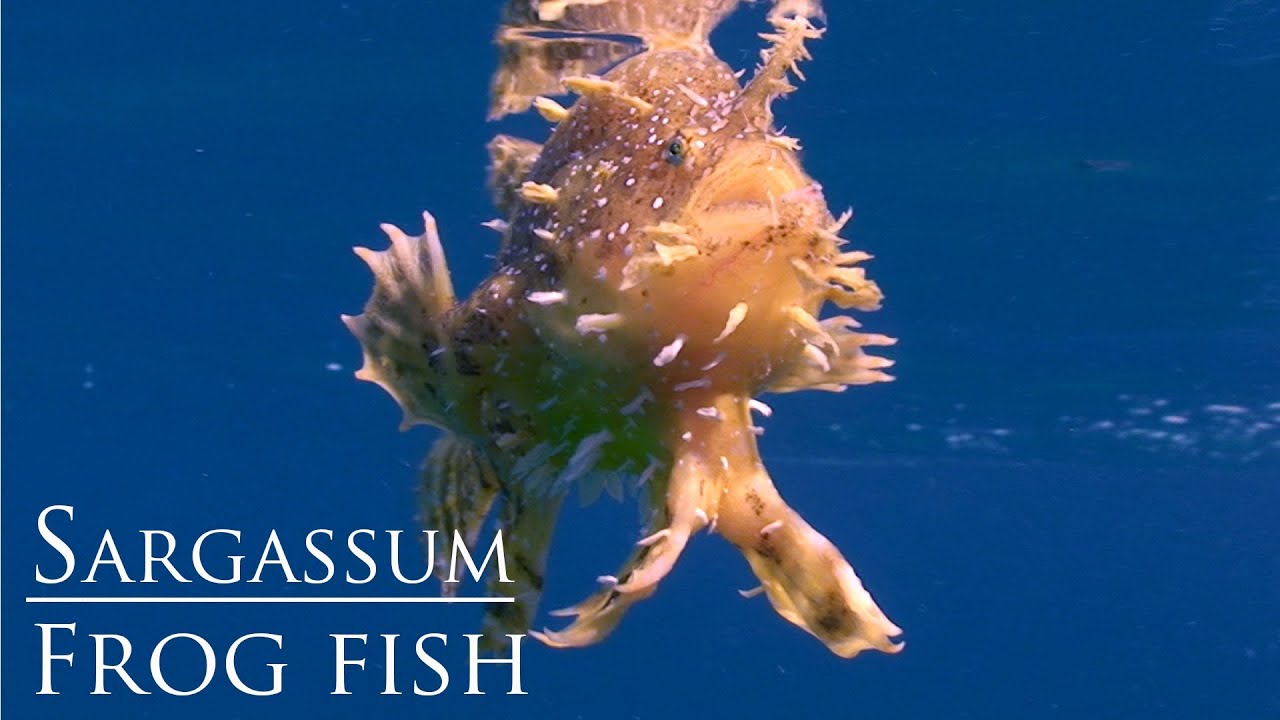 Sargassum frogfish swimming HD - Koh Tao Thailand - YouTube
