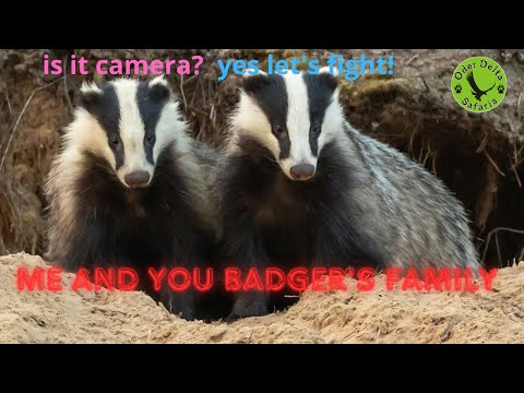 Terrific fun of badger's family