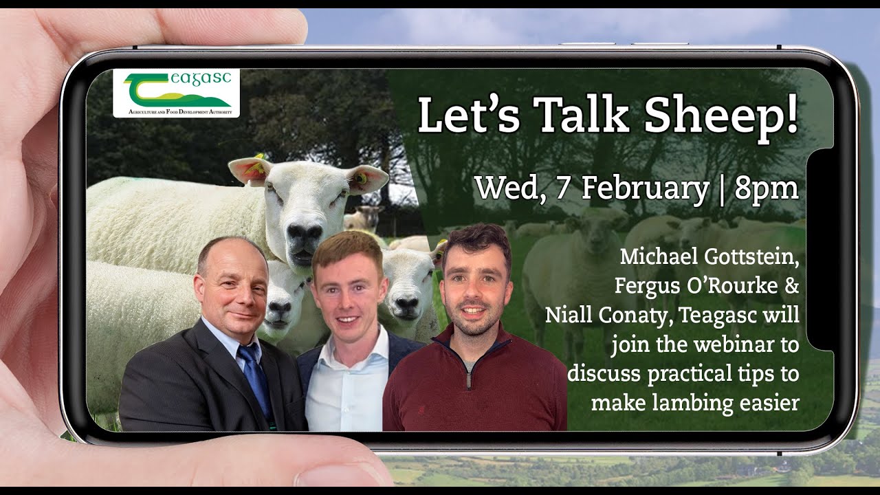 Let's Talk Sheep - Practical tips to make lambing easier - YouTube