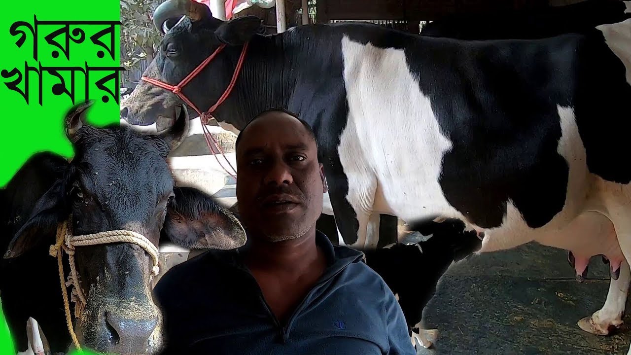 ডেইরী ফার্মে গাভী গরুর দাম জানতে দেখুন | Cow price in Dairy farm in ...