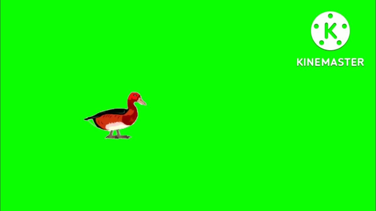 Green screen animal/copyright free green screen duck/green screen duck ...