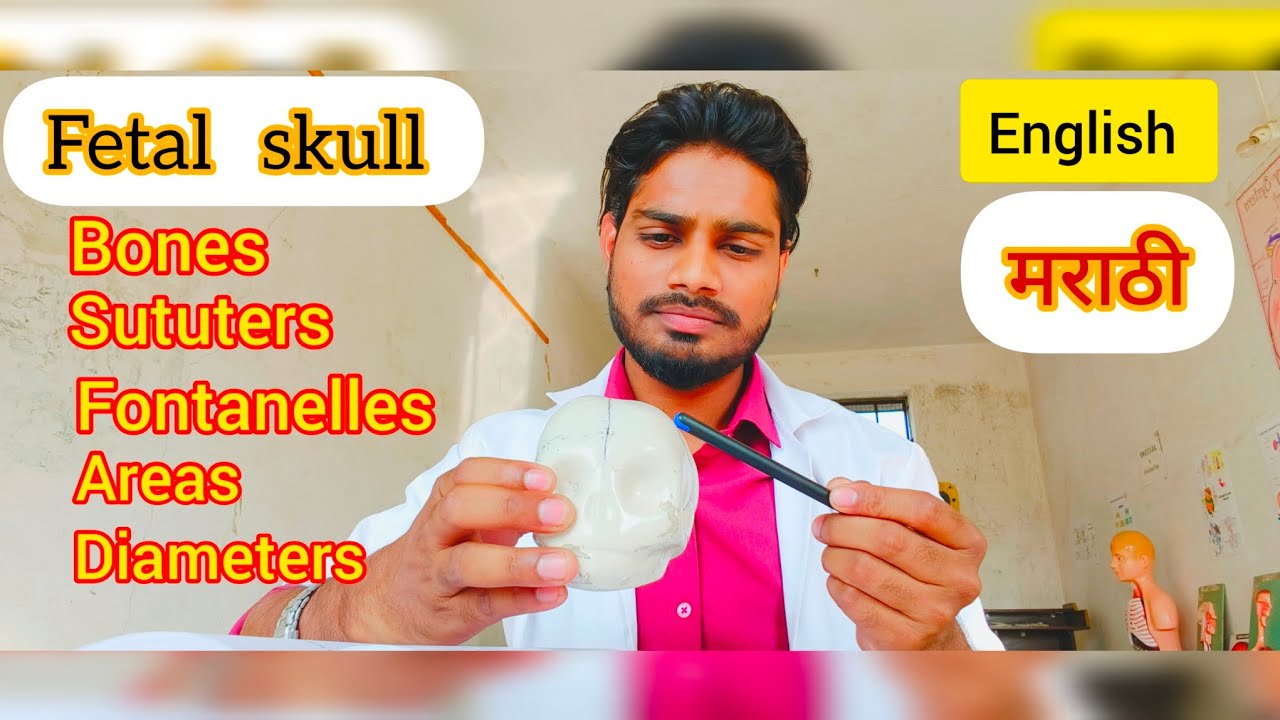 Fetal Skull Skull Bones Skull Sutures Fetal Skull Diameter fetal-skull-skull-bones-skull-sutures-fetal-skull-diameter