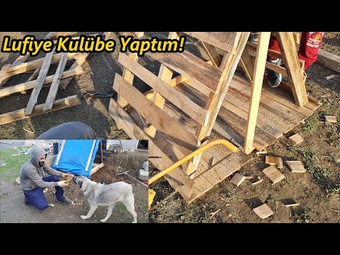 Köpek Kulübesi Yaptım!-Lufiy Çok Sevindi!#Tekirdağ#Tavuk#civciv#horoz#Kangal
