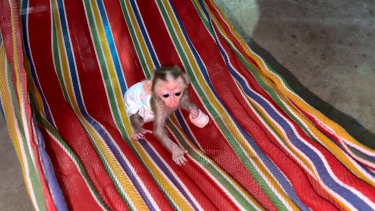 P..r baby monkey Richard wake up on hammock without mom - YouTube