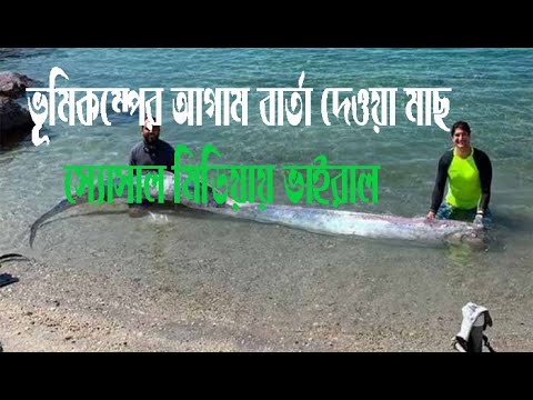 ভুমিকম্পের আগাম বার্তা দেয় যে মাছ ওর ফিস l Or Fish l Oor Fish ...