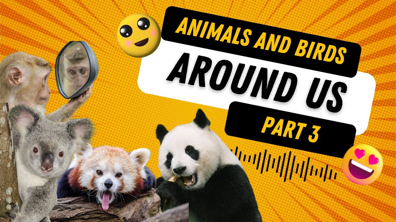 Sounds of cute animals in wildlife: monkey, panda, red panda, koala 🐵🐨🐻 ...
