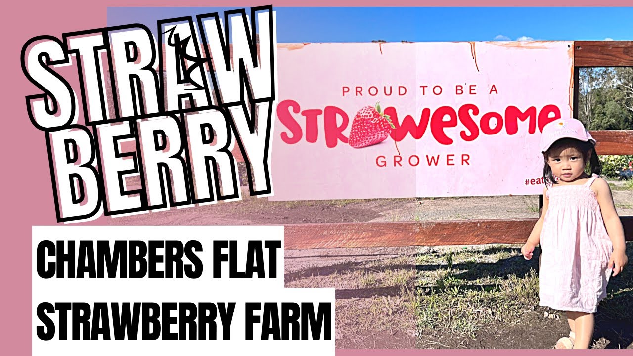 Vlog 30 ll Chambers flat strawberry farm tour ll First strawberry farm ...