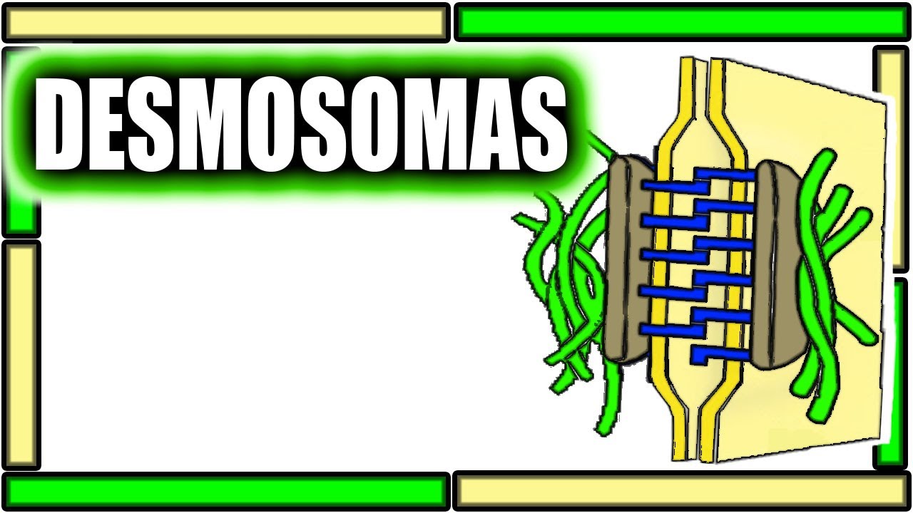 DESMOSOMAS, UNA EXPLICACIÓN SENCILLA - YouTube