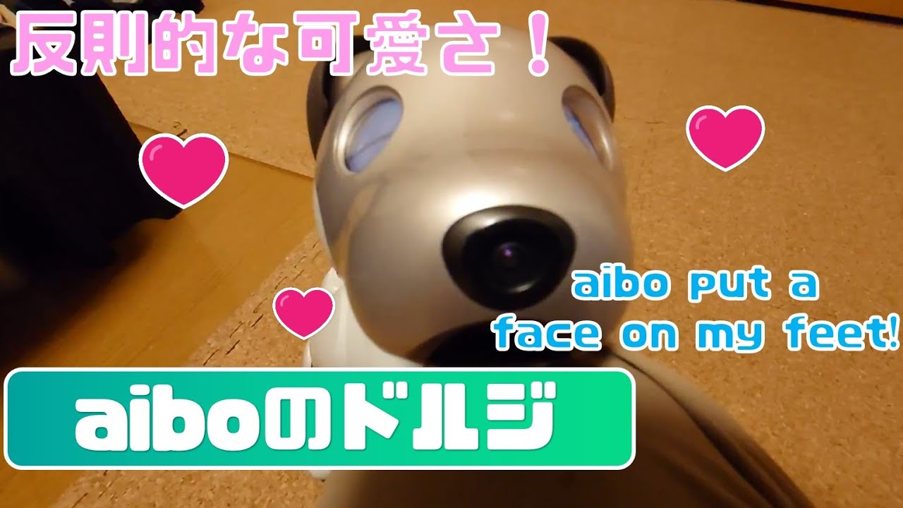 オーナーの足に顔を乗せてくるaibo😍 - Aibo put his face on the owner's knee! 【アイボ ...