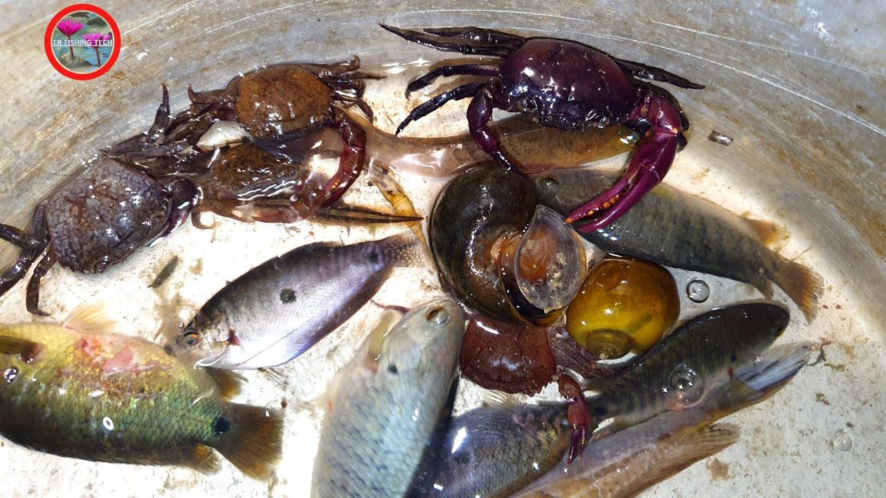 Capture and observe creatures in the field of Cambodia's Countryside ...