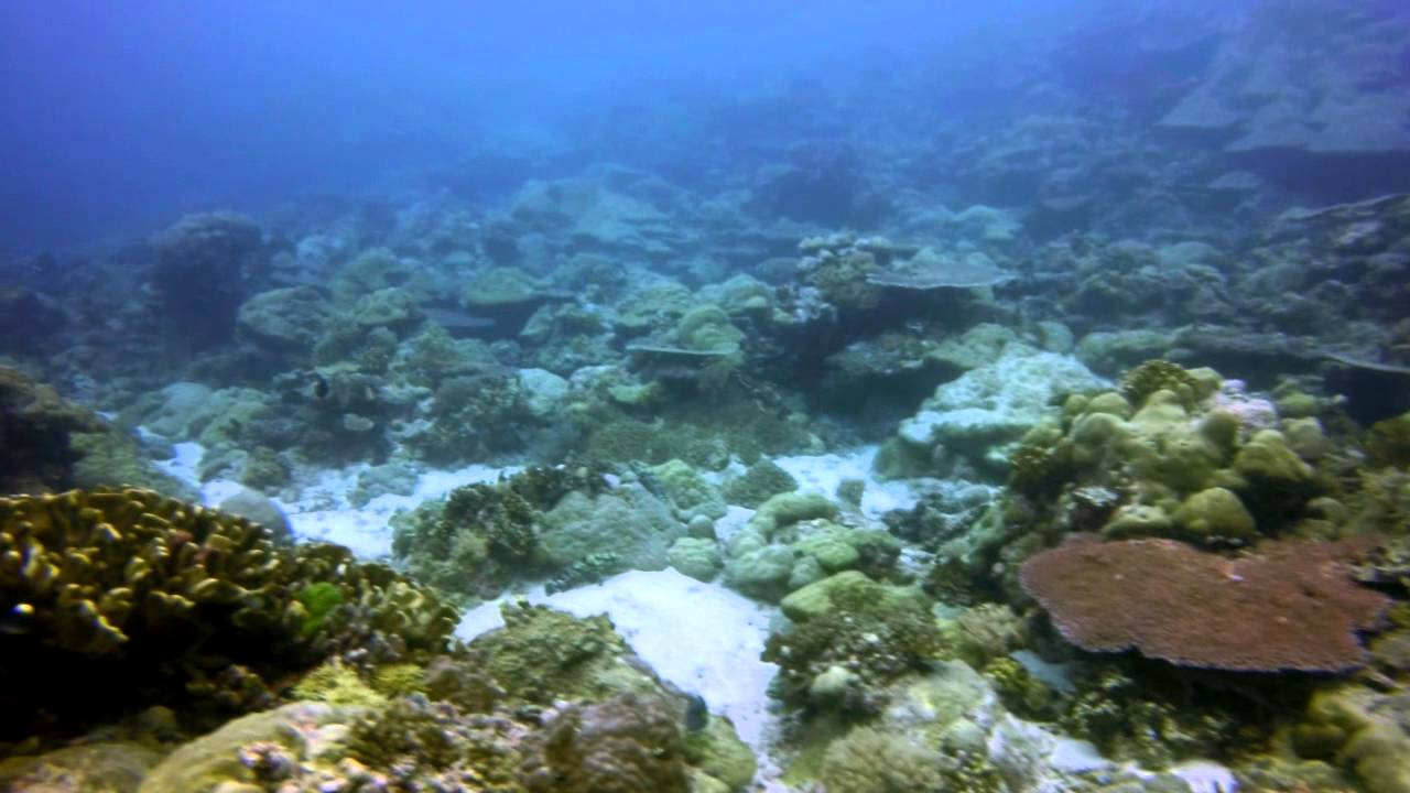 Scuba diving@Palau - coral reef - YouTube