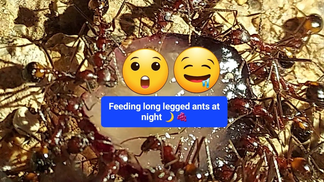 I feed long legged ants with grapes at night 🌙 - YouTube