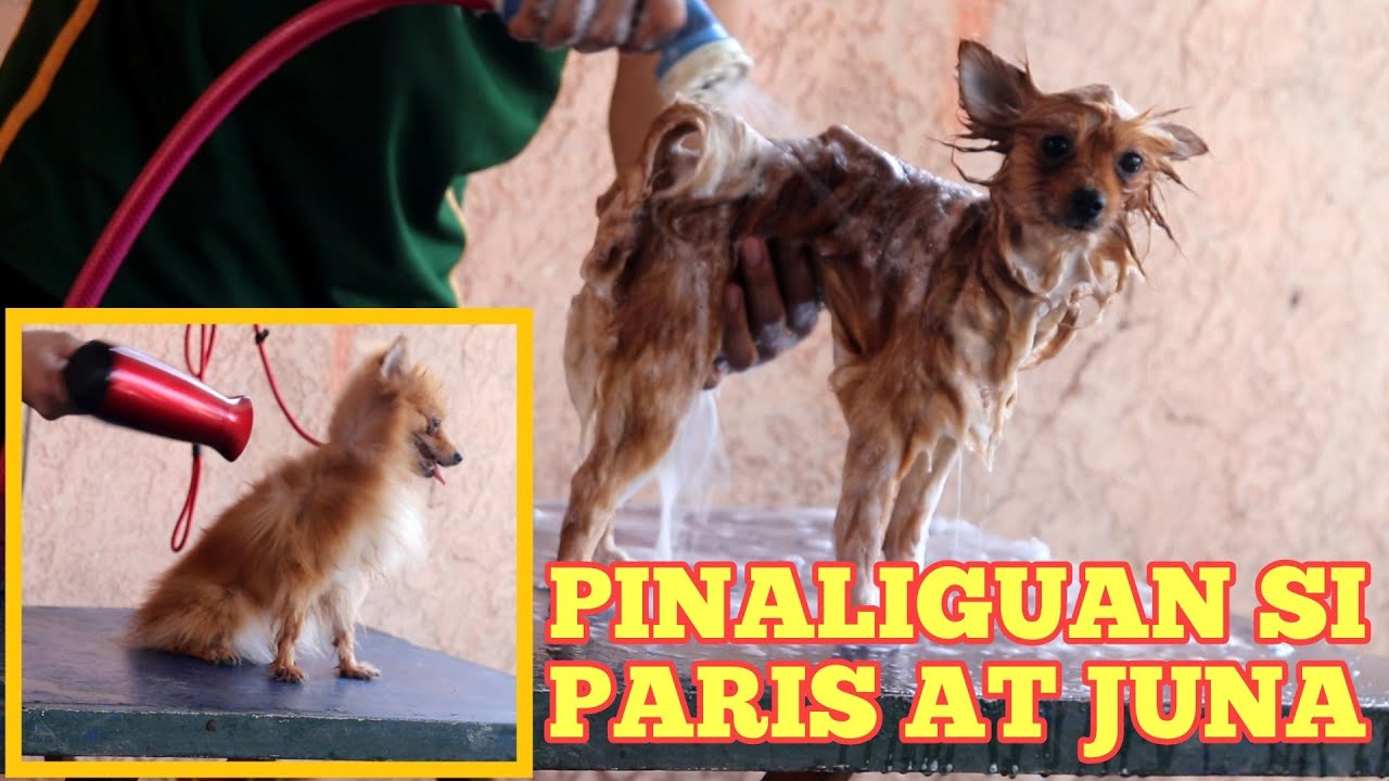 PAANO MAG PALIGO NANG ALAGANG ASO? | PINALIGUAN KO ANG AKING ALAGANG ...