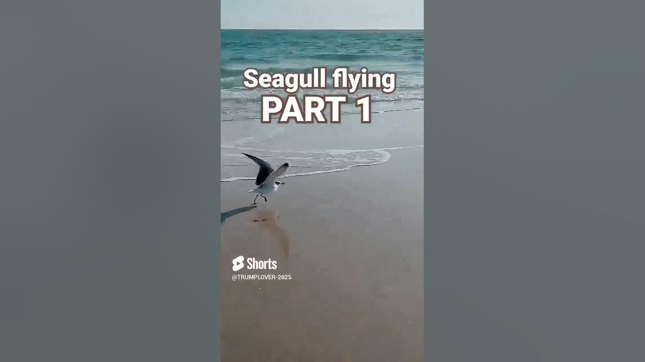 #ocean PART 1 SEAGULL TAKES FLIGHT - YouTube
