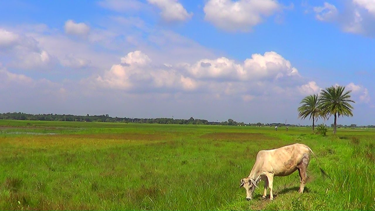 BD Landscape- Beautiful Bangladeshi Village Landscape With Original ...