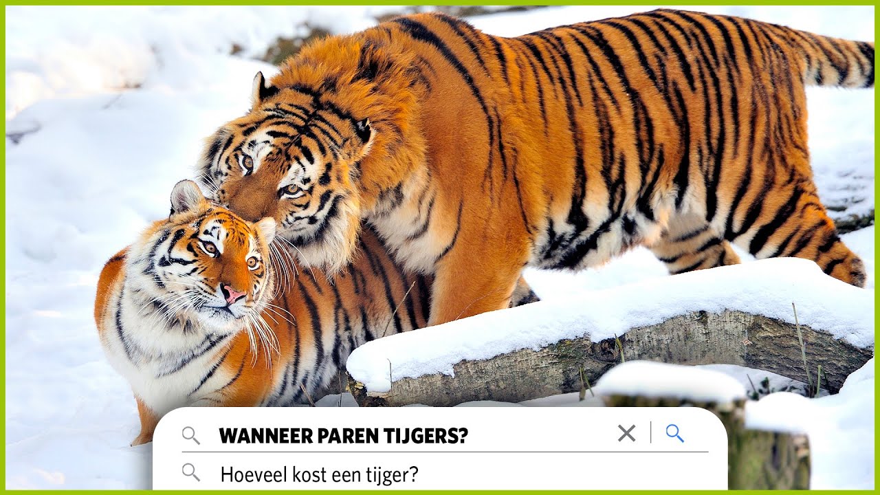 De 19 meest gestelde vragen over de tijger 🐅 - YouTube