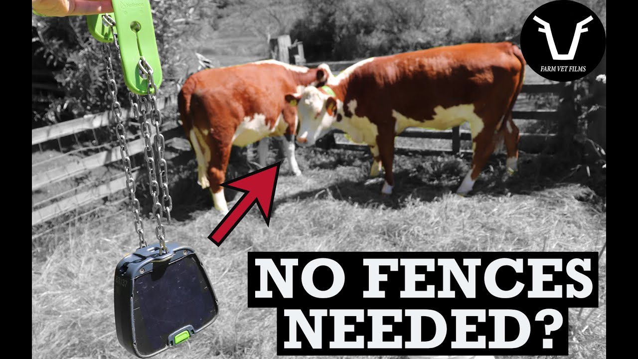 HOW TO KEEP COWS IN WITHOUT FENCES? | VLOG 55: Trialling NoFence ...