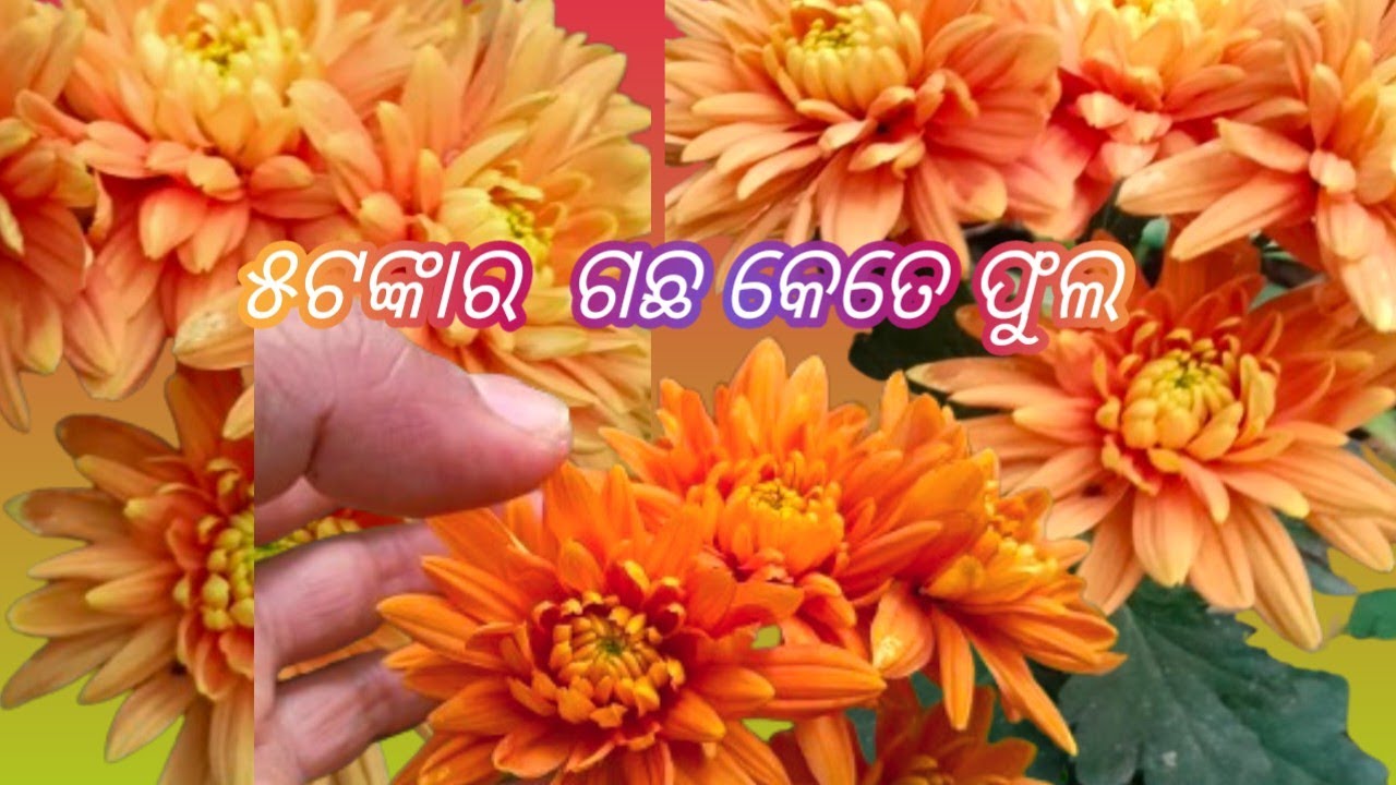 AMAZING CHRYSANTHEMUM FLOWERING NICE COLOURFUL FLOWERS/୫ଟଙ୍କାରେ ...