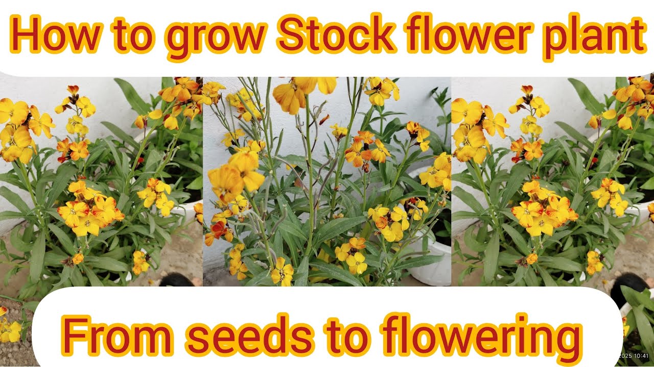 How to grow Stock flower plant from seeds to flowering/All about stock ...