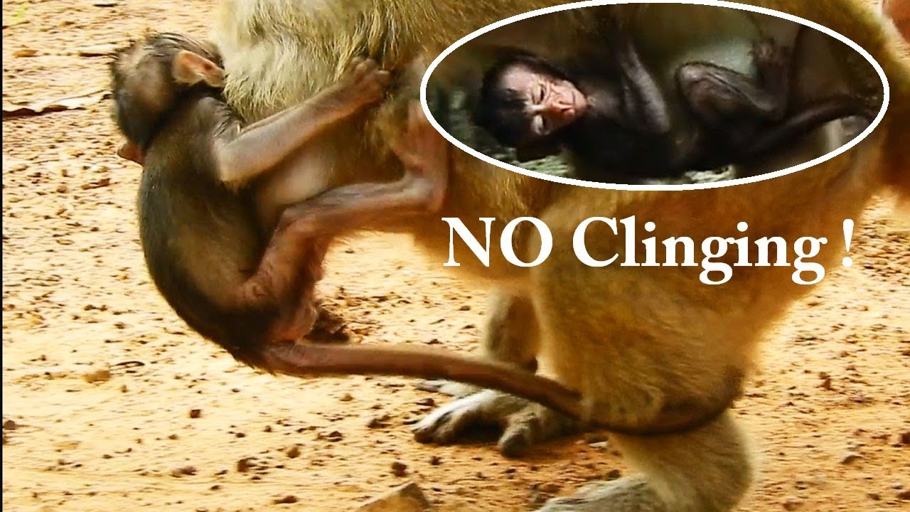 Wants Clinging, Screaming Sadly Coz Mom Doesn't Wants baby Clinging ...
