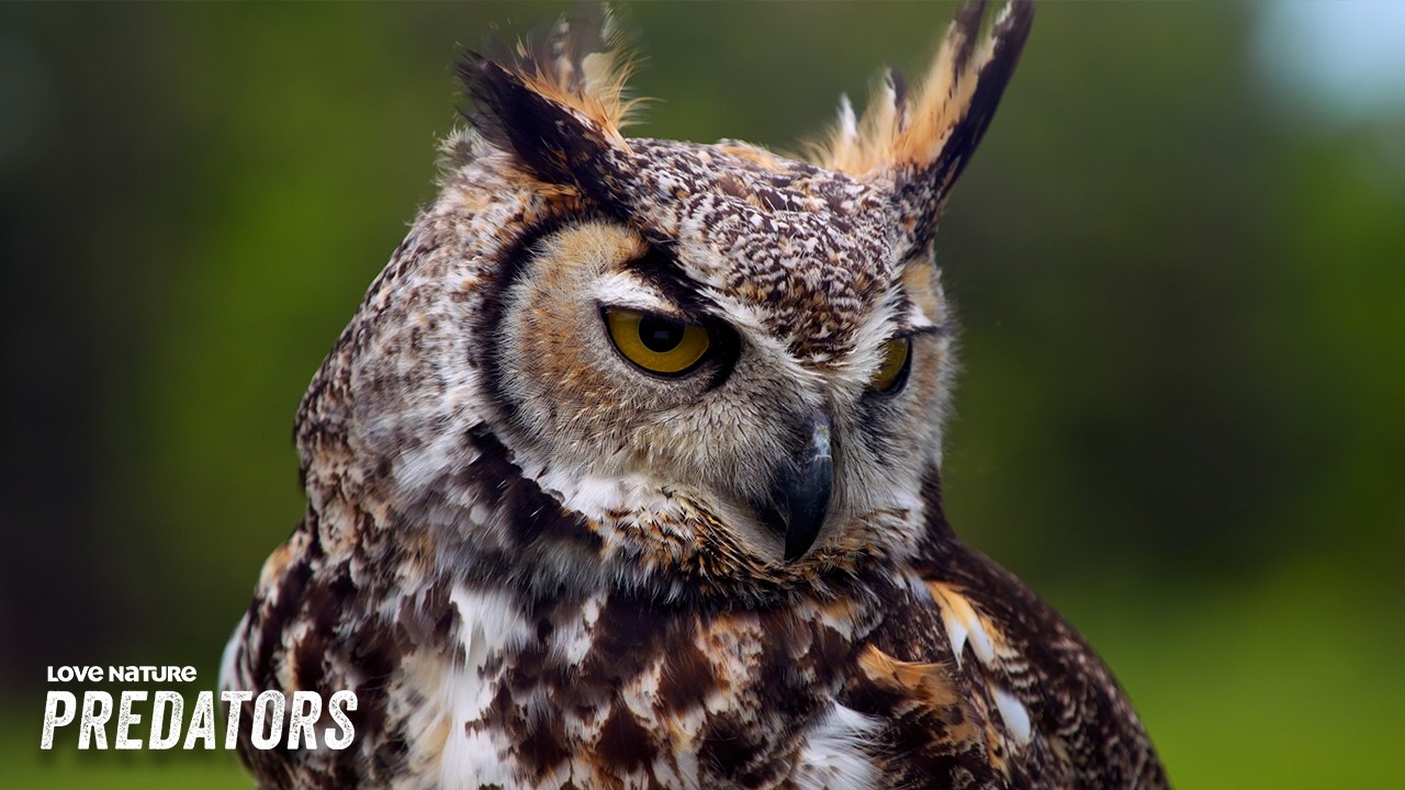 Super Hearing: How Vulnerable Prey Use Sound to Survive | Animal Senses ...