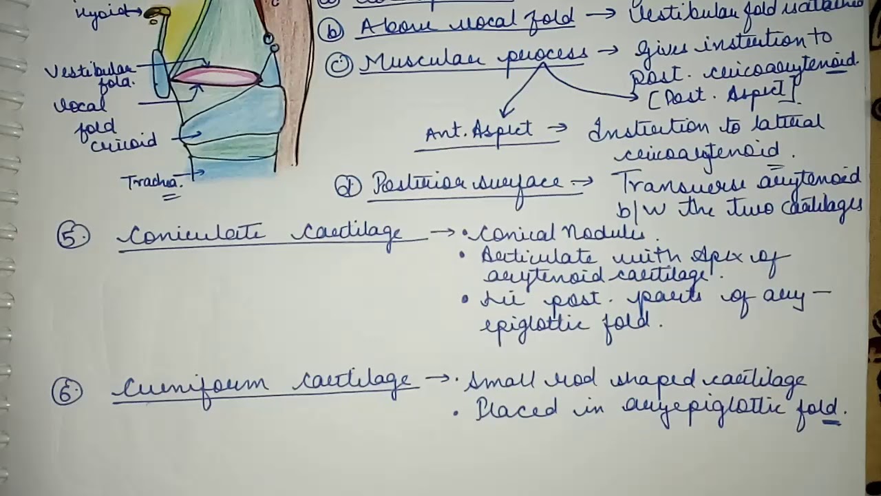 Larynx Corniculate and Cueniform Cartilage Easy Explaination Lec--7 ...