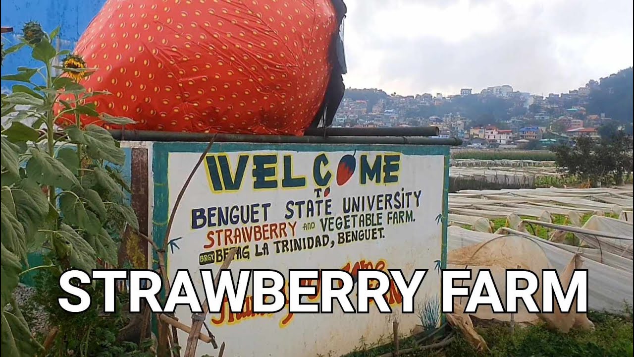 Strawberry Farm, La Trinidad, Benguet - YouTube