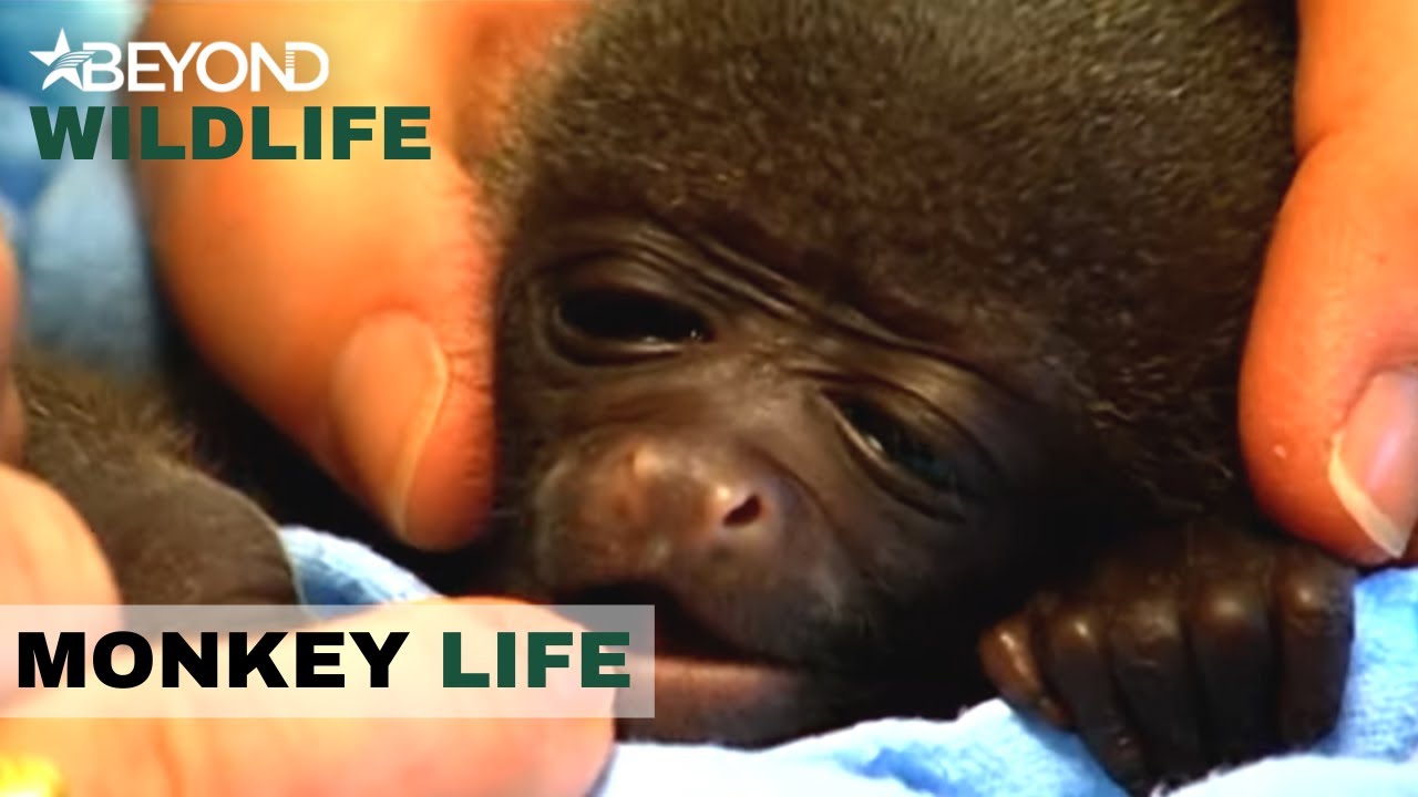 S3E06 | Getting Ready For The Next Woolly Monkey Birth | Monkey Life ...
