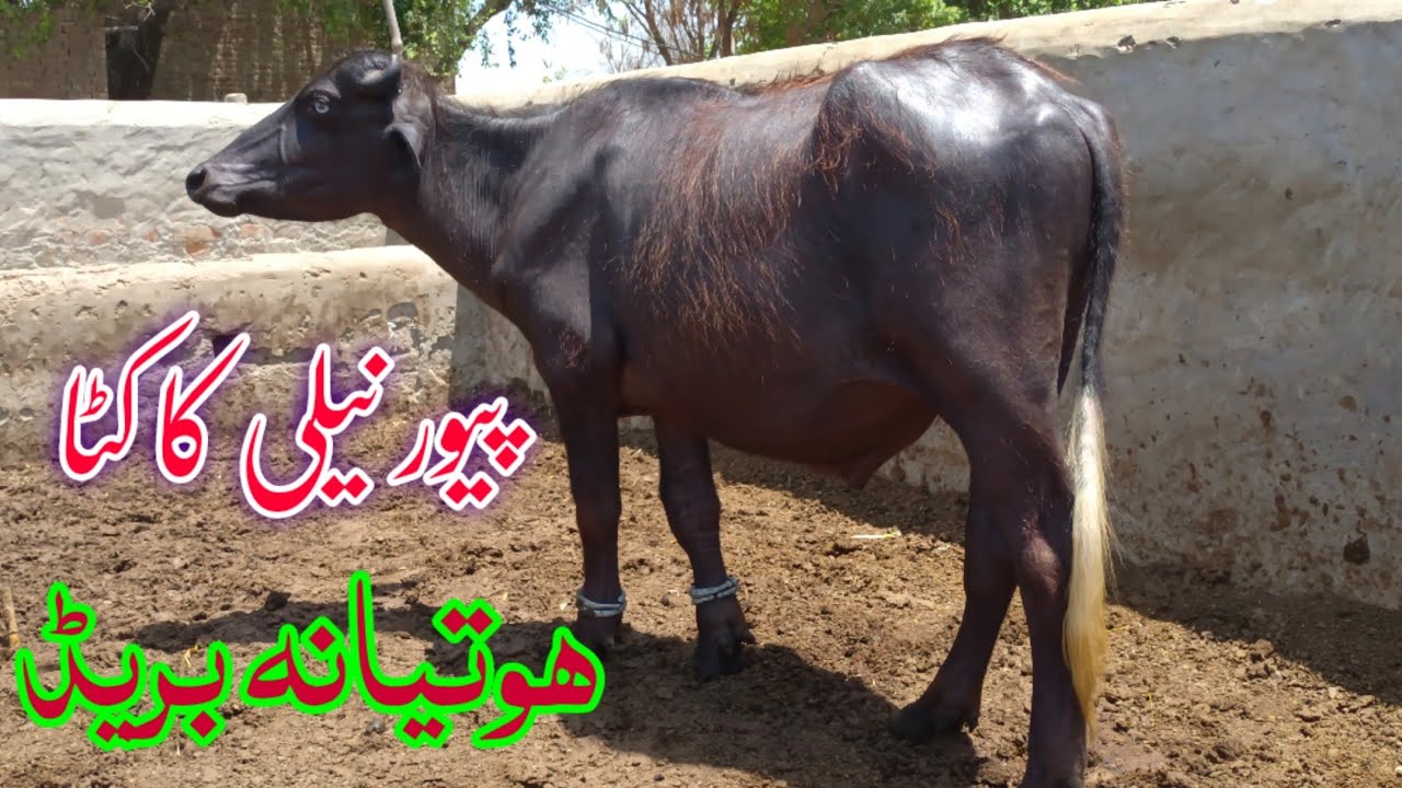 Top Nili Bull //Nili Ravi Buffalo's bull for sale in punjab pakistan on ...