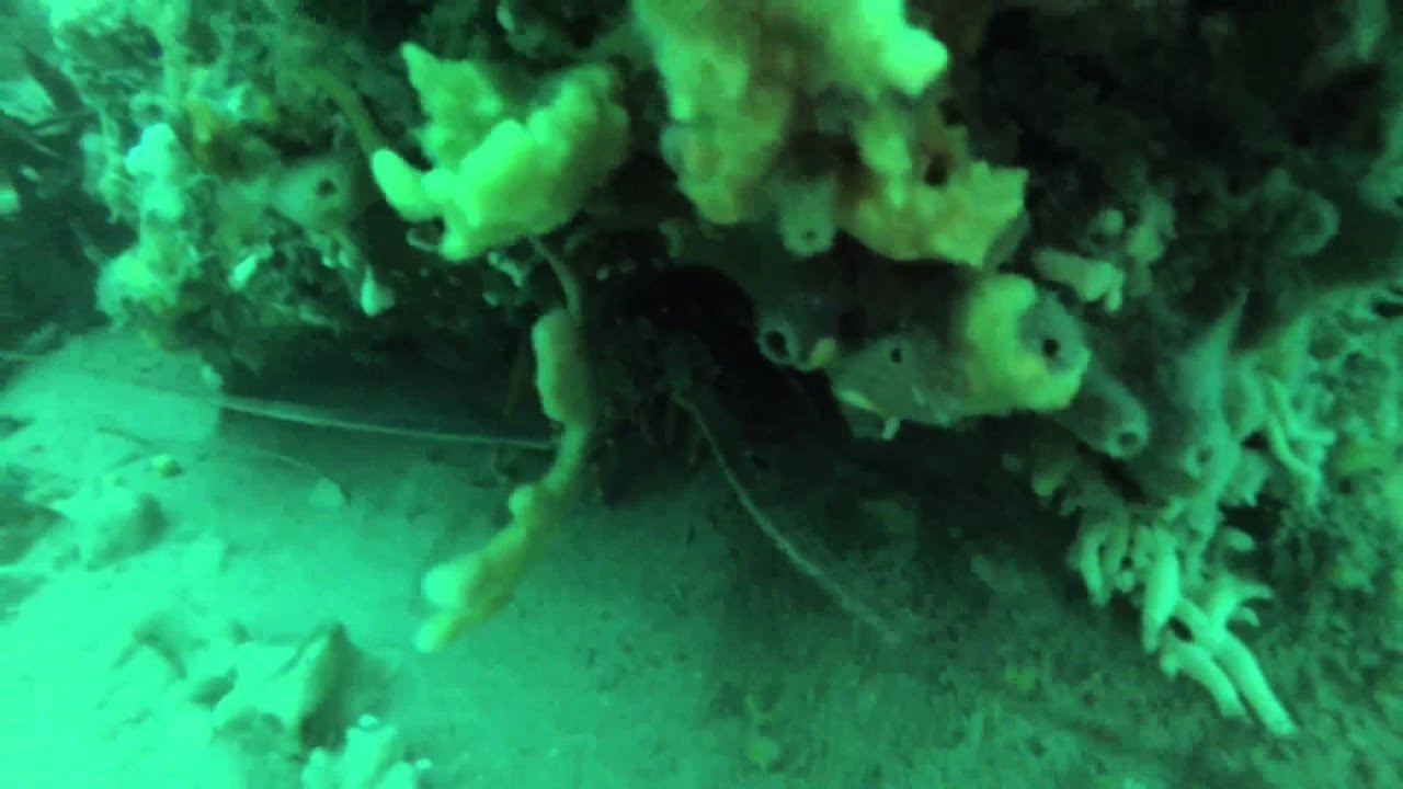 crayfish dive in New Zealand - YouTube