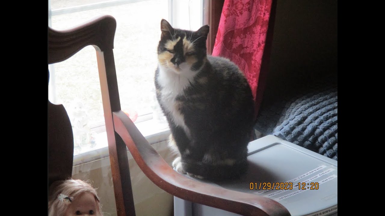 The Top 3 Best Pets We've Had In My Lifetime (All Of Them Cats) (With ...