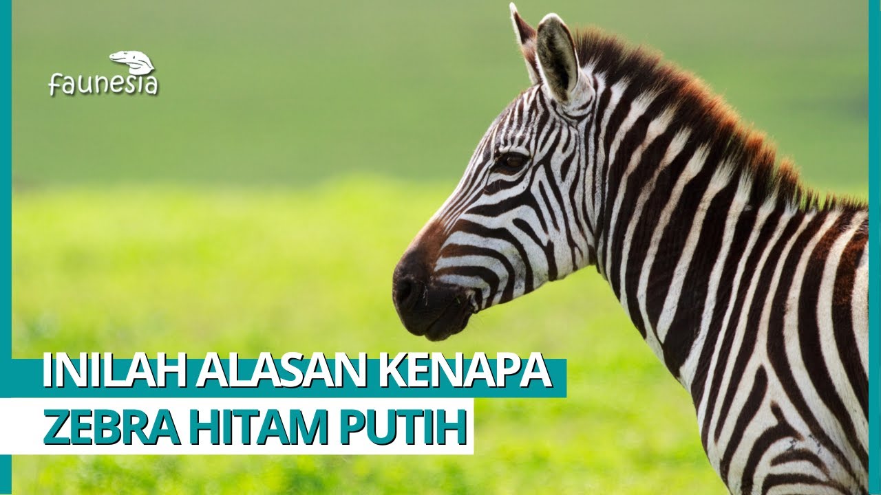 Kuda Zebra: Inilah Fungsi dari Warnanya Kenapa Hitam Putih, Faunesia ...