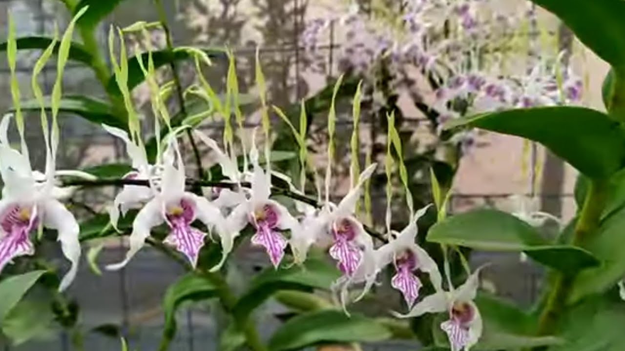 indahnya koleksi Anggrek kebun Anggrek RYS Orchid - YouTube