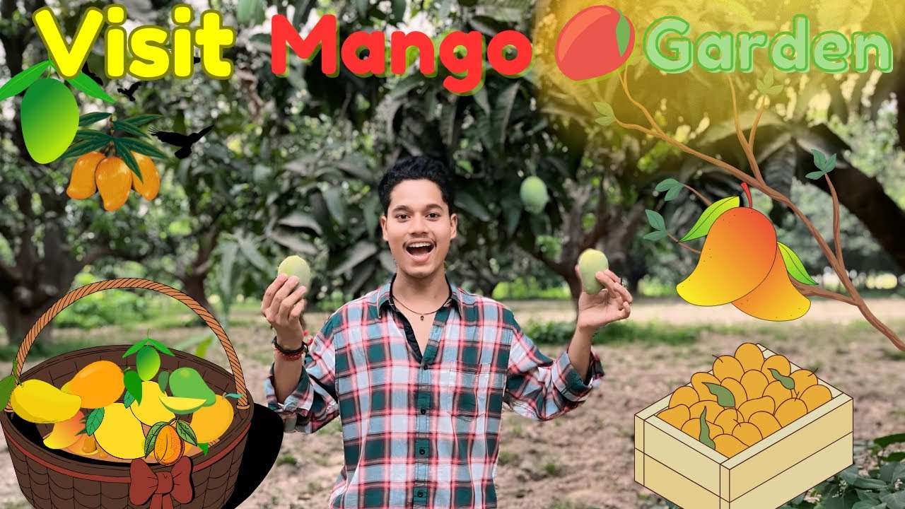 Visit Mango 🥭 Garden 🪴 || Sanjeev Vlogs - YouTube