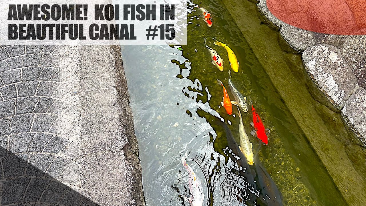 Awesome Koi fish are swimming in beautiful canal! Chisyaku-yosui in ...