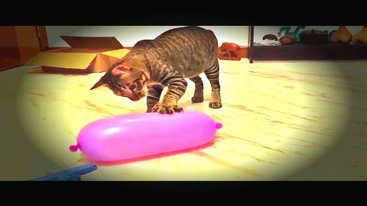 Cute pets and Funny Animals |cute kittens doing funny things ...