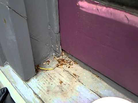 Termite Alates External Window Frame - YouTube